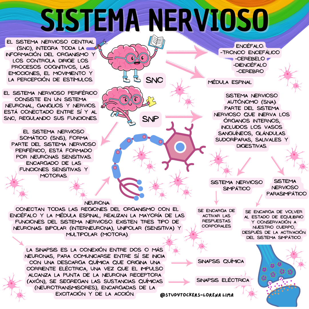 "Érase una vez la vida: Explorando el cuerpo humano". -El Sistema Nervioso- Rincón del Técnico ...