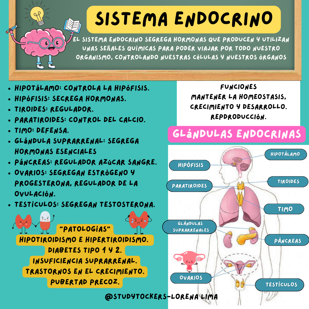 Érase una vez la vida: Explorando el cuerpo humano - El Sistema Endocrino