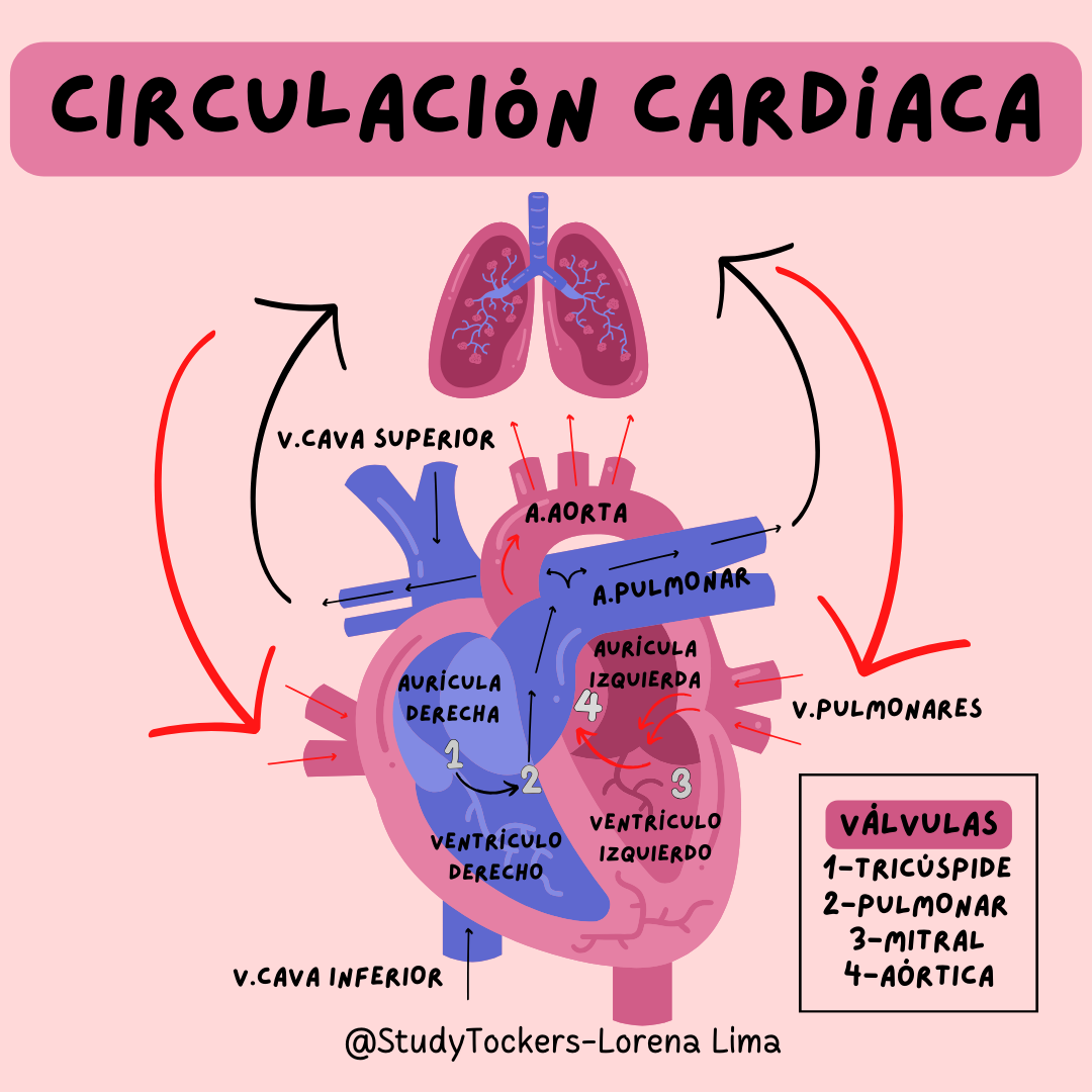 Érase una vez la vida: Explorando el cuerpo humano - El Sistema Cardio ...